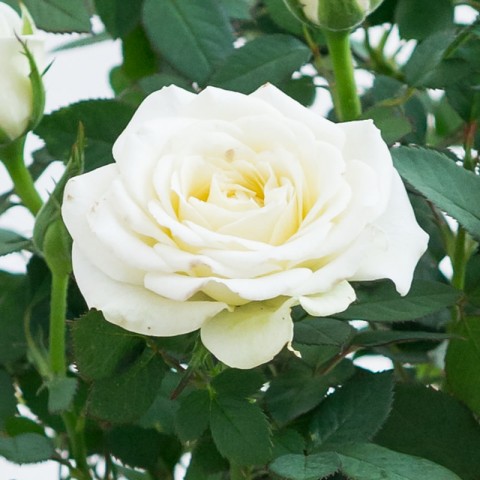 White Rose Plant