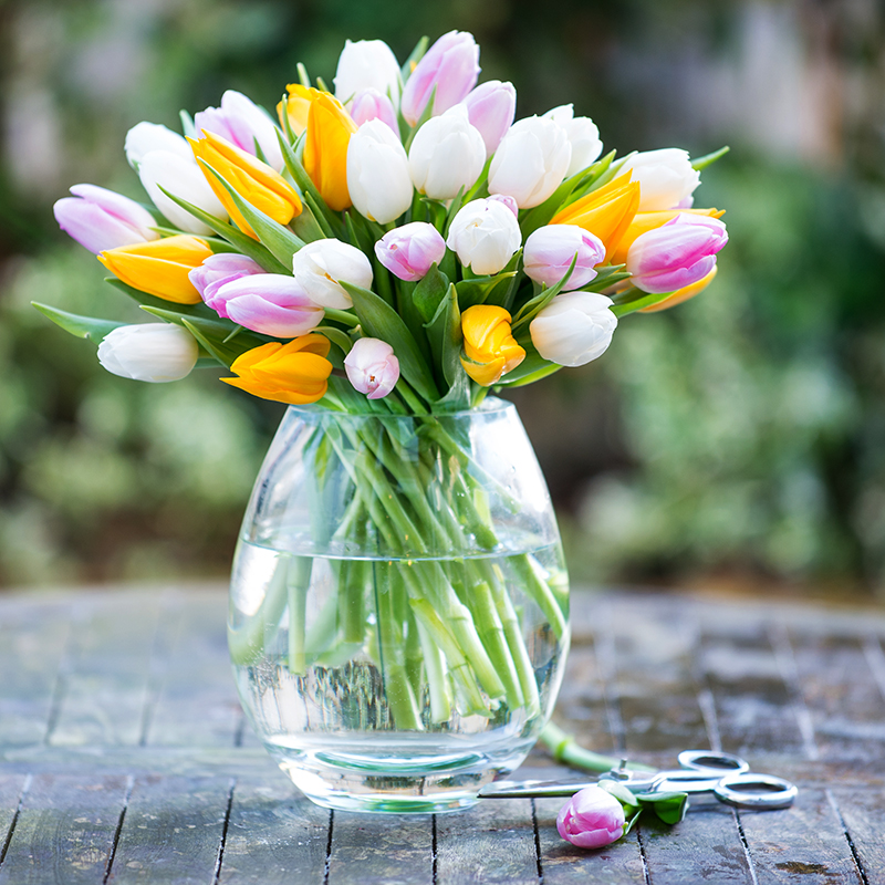 Springtime Tulips – Tektags