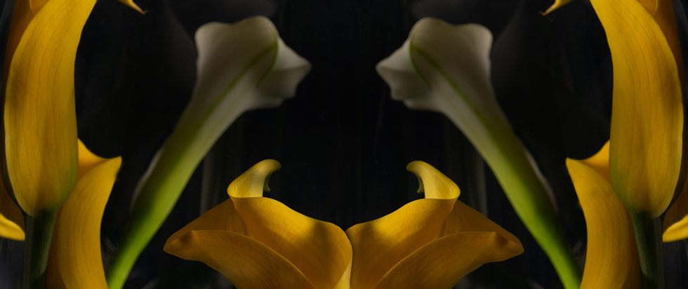 The Art Collection by Jane Packer - Appleyard London